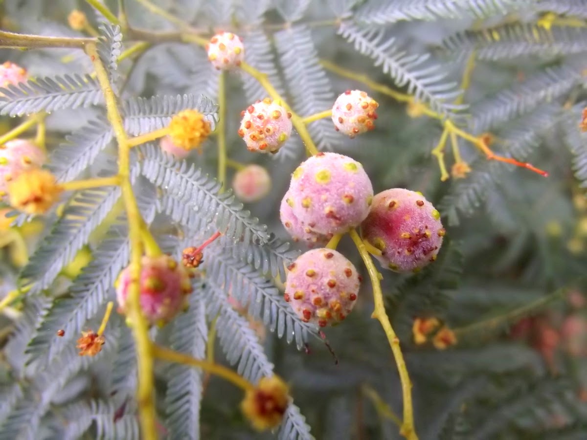 Acacia flower gall | Project Noah