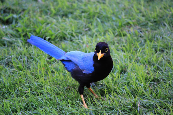 Yucatan Jay | Project Noah