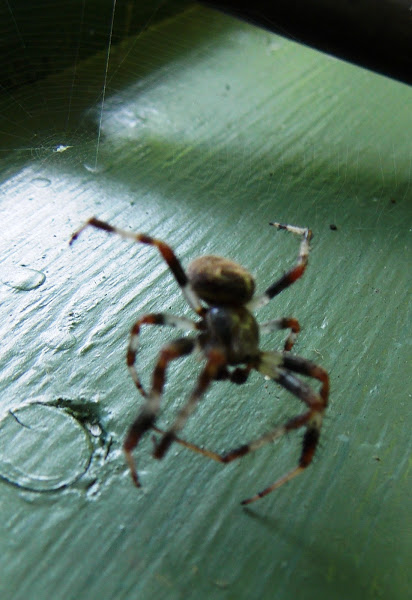 Spider | Project Noah