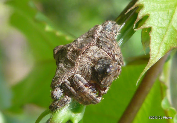 Wrap-around Spider | Project Noah