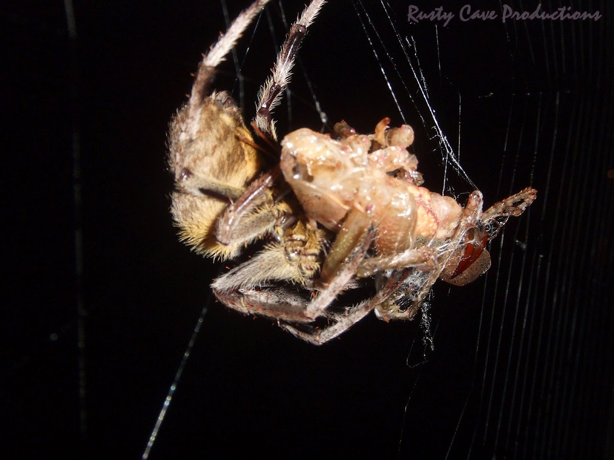 Garden Orb-weavers | Project Noah