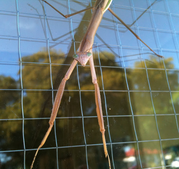 stick insect | Project Noah