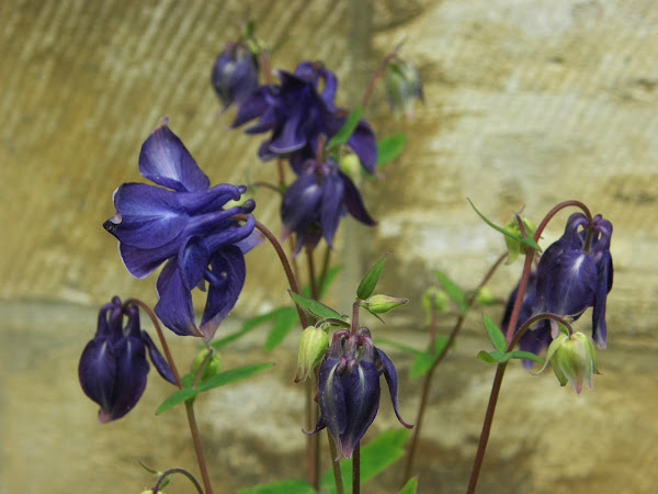Rocky Mountain Columbine | Project Noah
