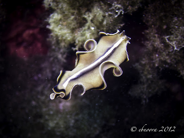 Polyclad Flatworm | Project Noah