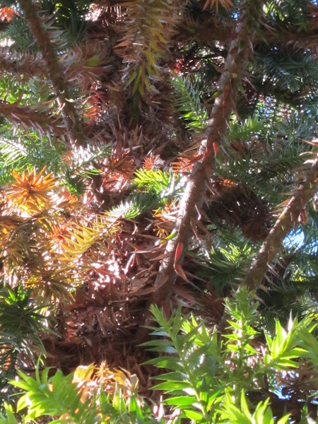 Klinki Pine | Project Noah