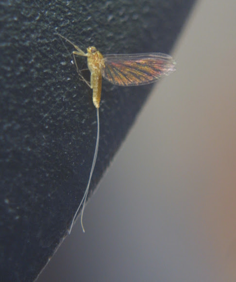 Small Minnow Mayfly | Project Noah