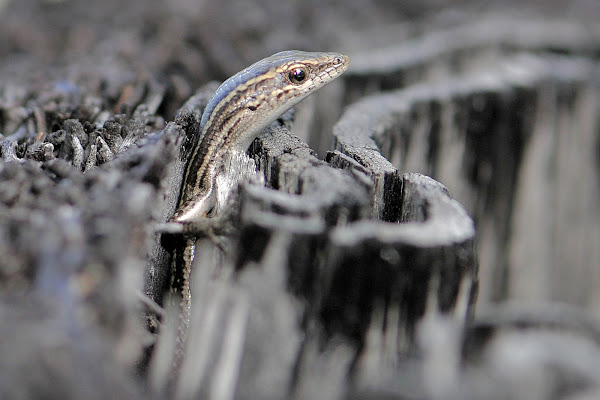 Pygmy Snake-Eyed Skink | Project Noah