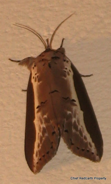 Nolid Eligma Moth | Project Noah