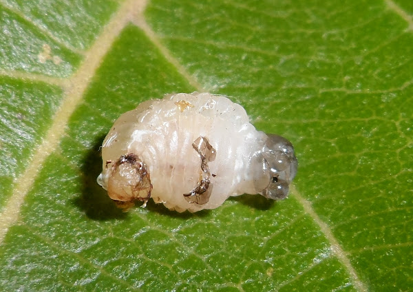 Paper wasp larva | Project Noah