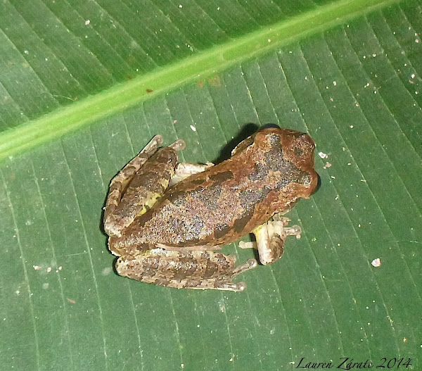 Mexican Tree Frog | Project Noah