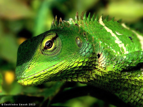 Common Green Forest Lizard | Project Noah