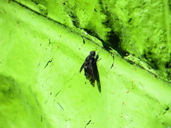 Tiger Bee Fly (Xenox tigrinus) | Project Noah