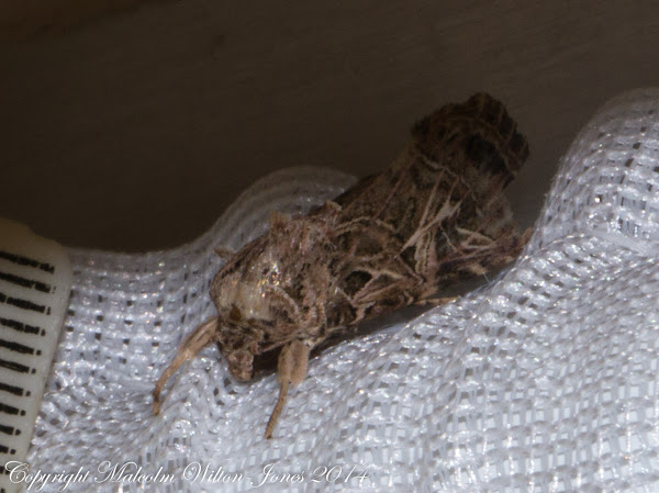 Mediterranean Brocade | Project Noah