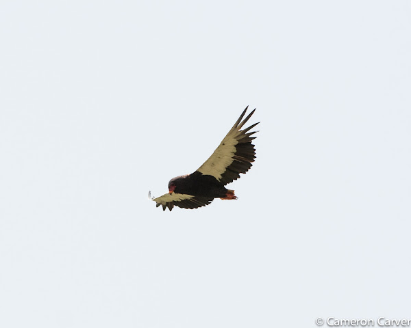 Bateleur | Project Noah