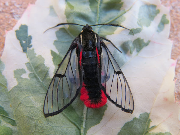 Clearwing Moth | Project Noah