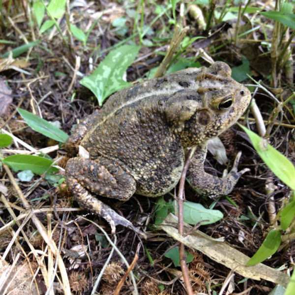 American Toad | Project Noah