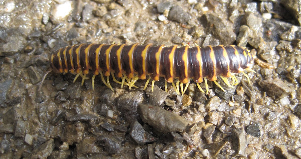 Flat-backed Millipede | Project Noah