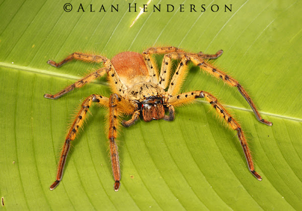 Tiger Huntsman | Project Noah