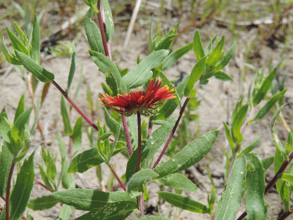 Firewheel or Blanket Flower | Project Noah