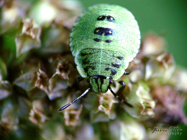 Green shield bug (young larvae) | Project Noah