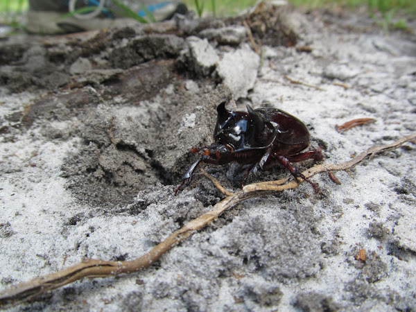 Ox Beetle sp. | Project Noah