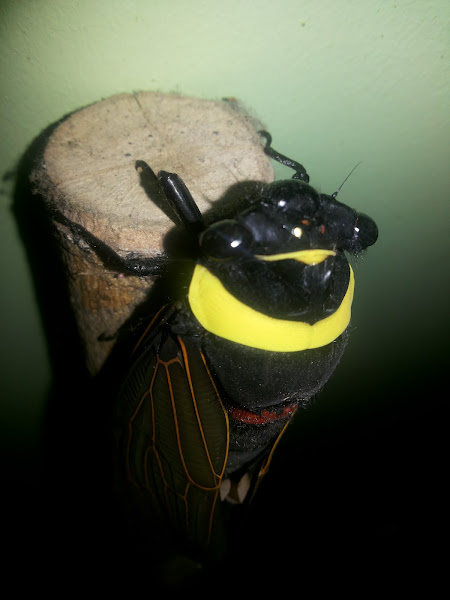 Cicada | Project Noah