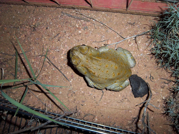 Sonoran Desert toad | Project Noah