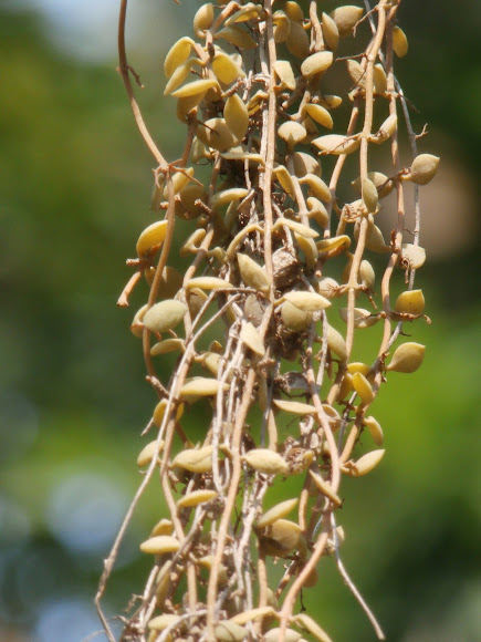 Button Orchid | Project Noah