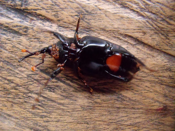 Asian Palm Weevil | Project Noah