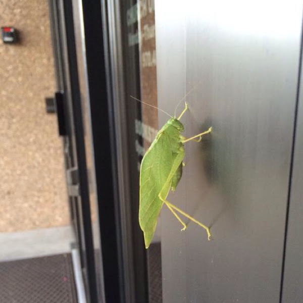 Katydid | Project Noah