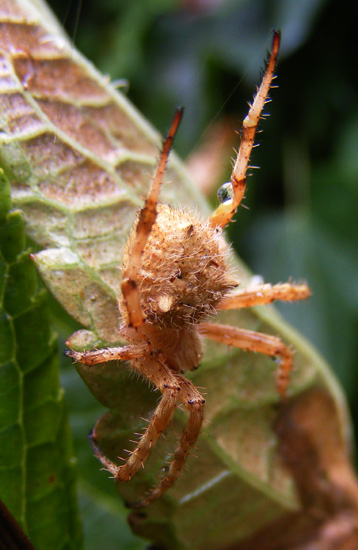Garden Orb Weaving Spider | Project Noah