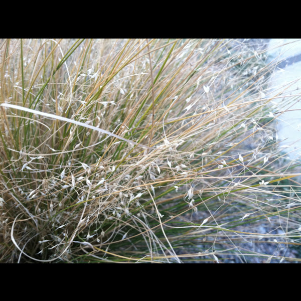 Indian Ricegrass | Project Noah