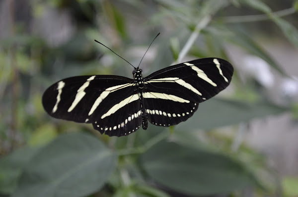 Zebra Longwing | Project Noah