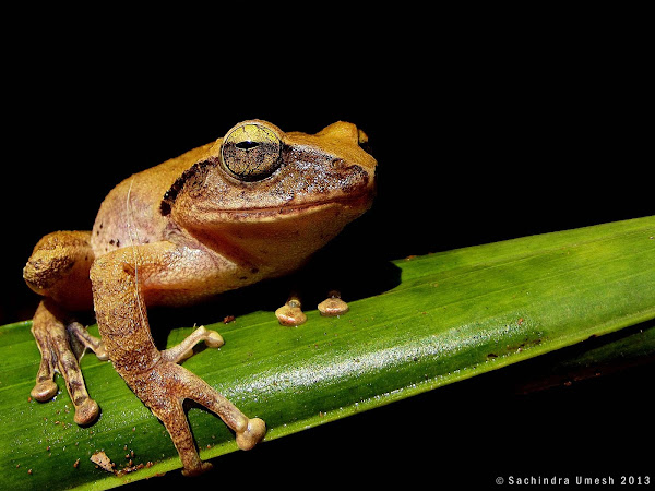 Blunt snouted shrub frog | Project Noah