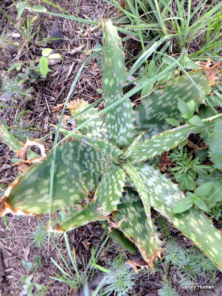 Foster Aloe | Project Noah