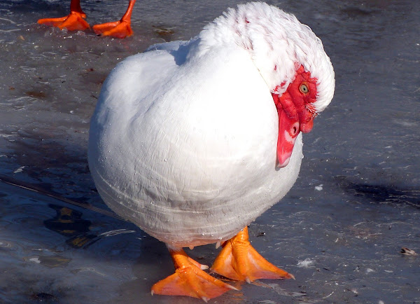Moscovy Duck | Project Noah