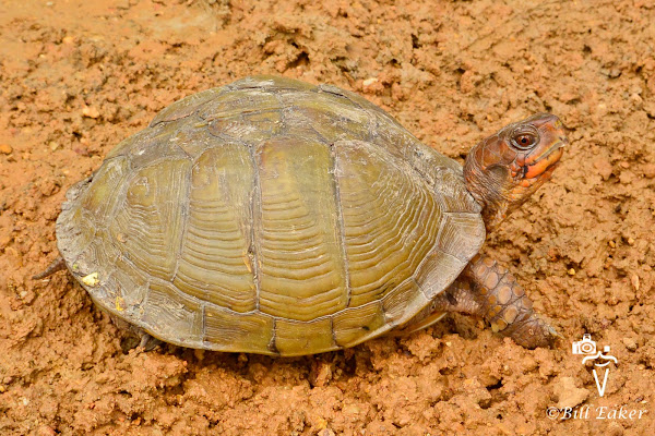 Three-Toed Box Turtle | Project Noah