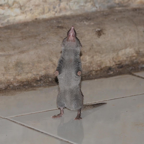 Asian House Shrew | Project Noah