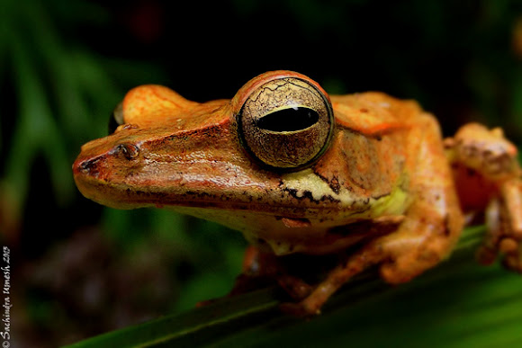 Mountain hourglass tree frog | Project Noah