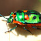 Metallic Jewel Bug | Project Noah
