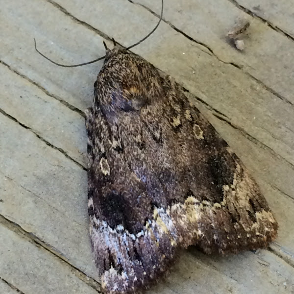 Copper underwing | Project Noah