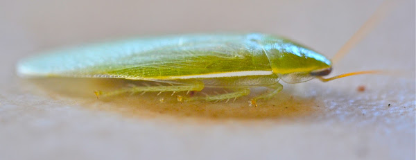 Green Blaberid Cockroach | Project Noah