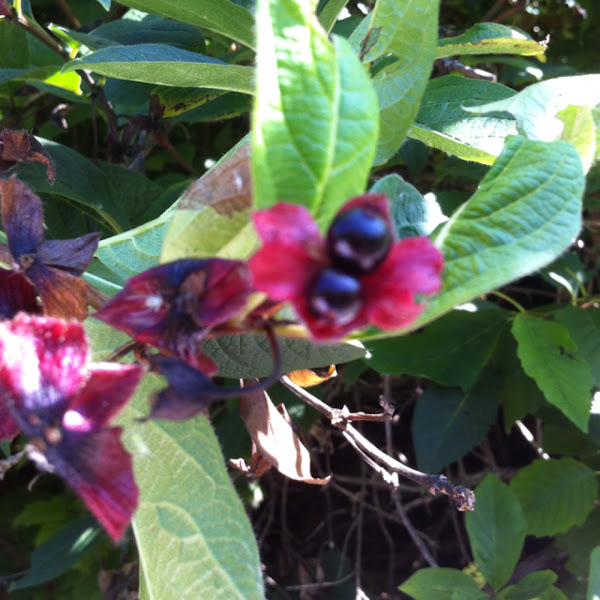 Black twinberry | Project Noah