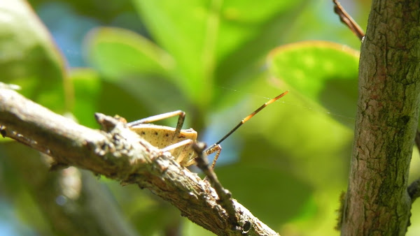 Leaf-footed Bug or Coreid Bug | Project Noah
