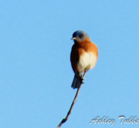 Eastern Bluebird | Project Noah