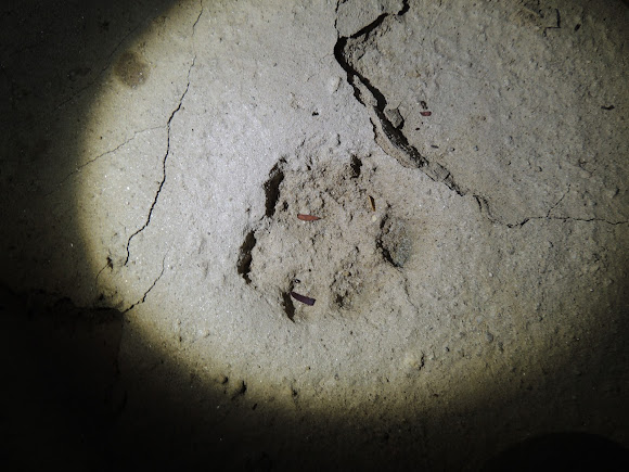 Ocelot [Footprint of] | Project Noah