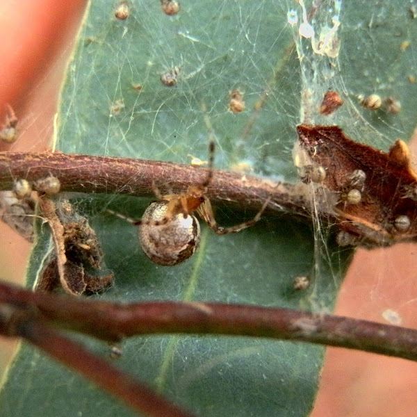 Diamond Comb-footed Spider with hatchlings | Project Noah