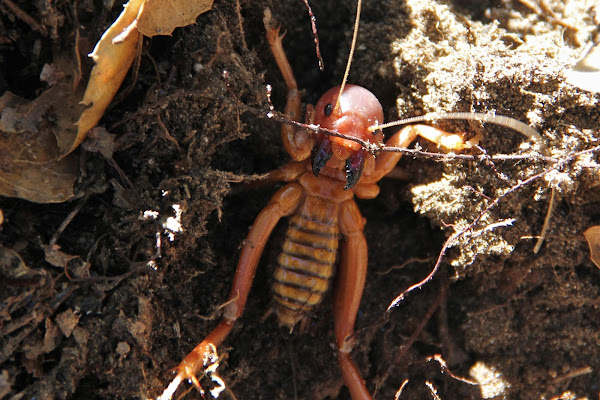 Jerusalem Cricket | Project Noah