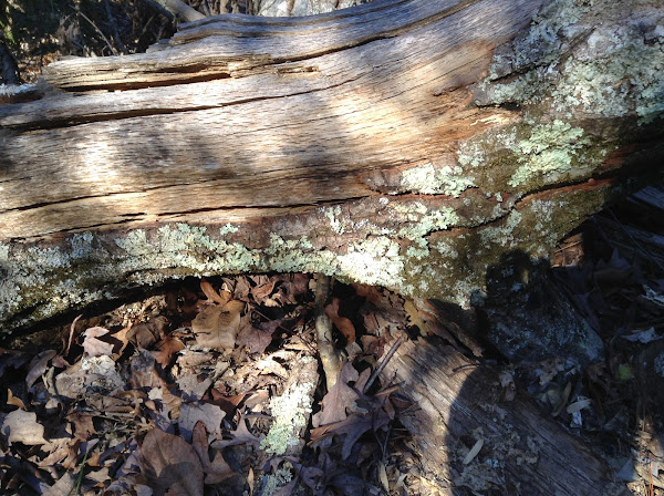 Foliose Lichen | Project Noah