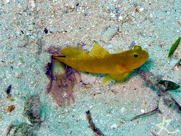 Yellow Shrimp-goby | Project Noah